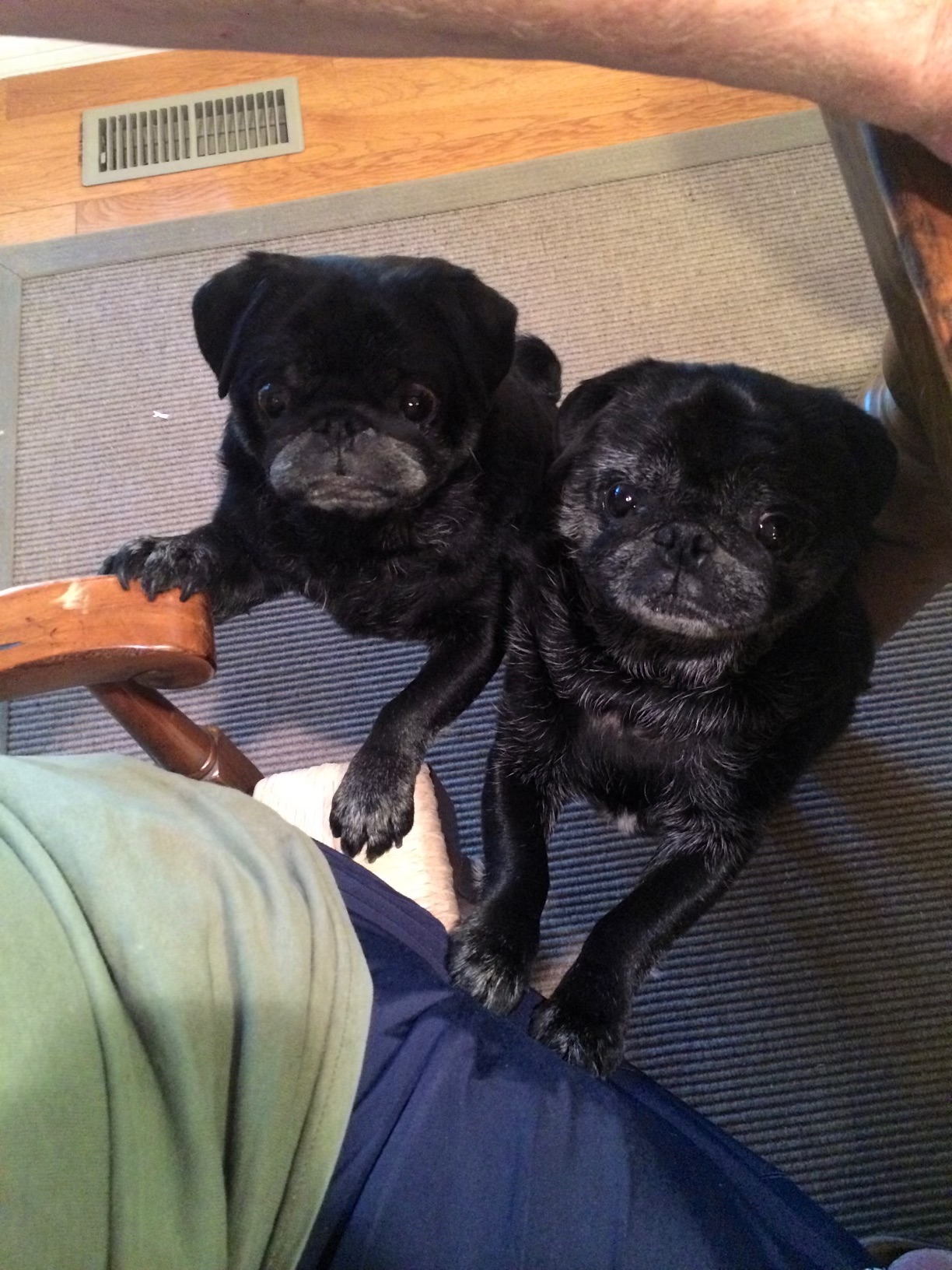 Goon, But Not Forgotten. Howie's Roscoe Always at His Side – HCRN